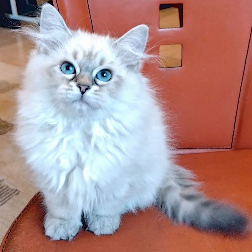 Невский маскарадный котёнок