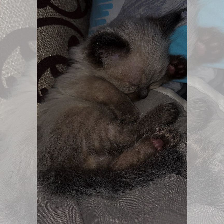 Британский длинношёрстный котёнок