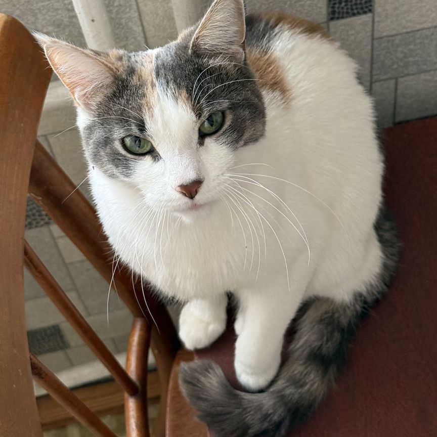 Взрослая, Девочка кошка в добрые руки