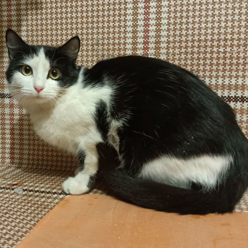 Котенок кошечка милая девочка