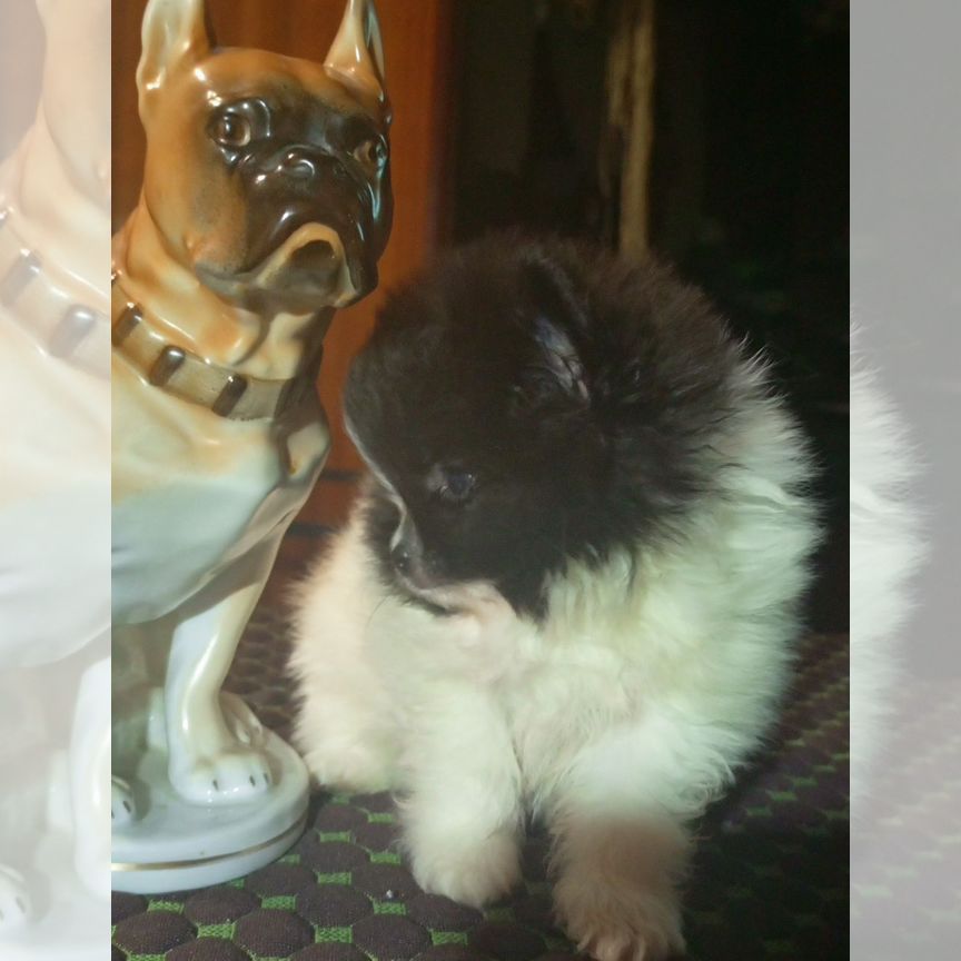 Померанский шпиц, щенок