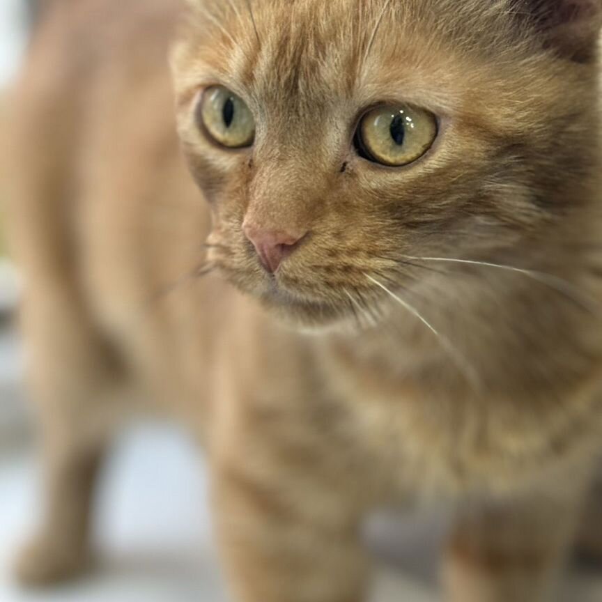 Ласковый рыжик