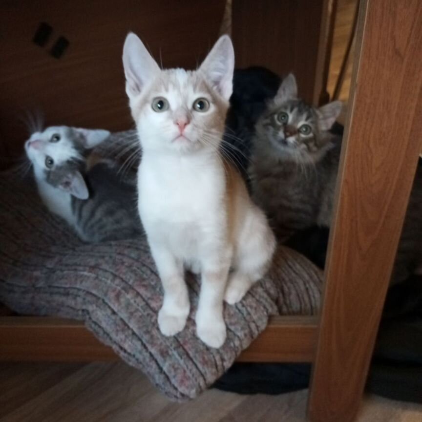 Котята в добрые руки