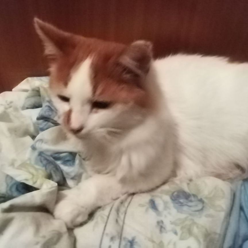 Коты-беженцы
