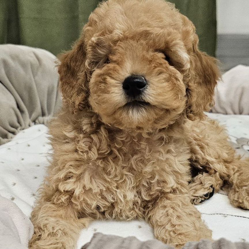 Девочка РКФ