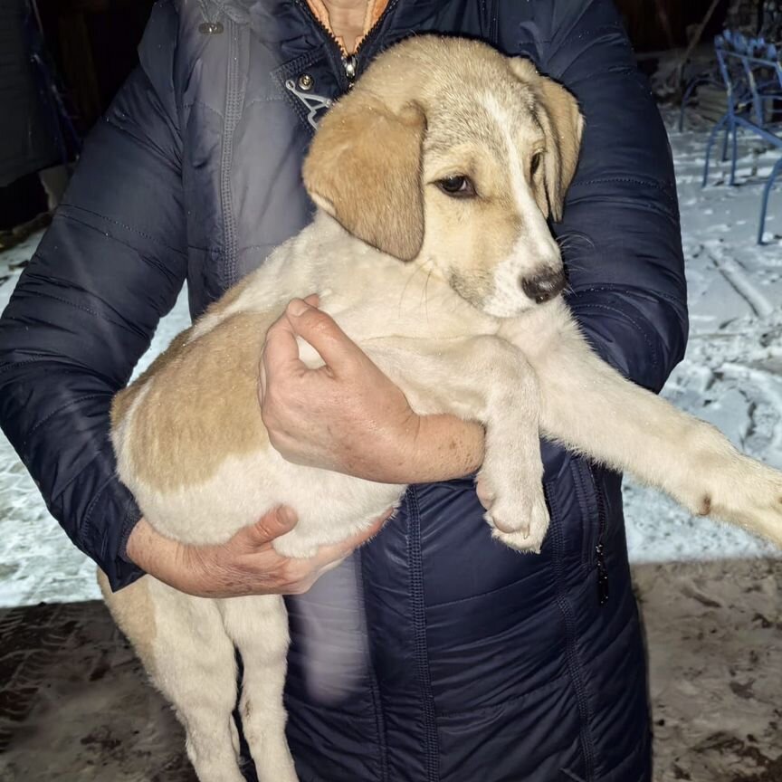 Щенок в добрые руки