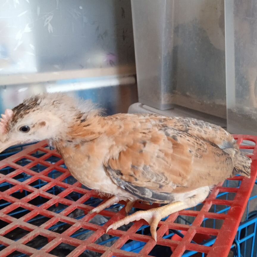 Цыплята несушки подрощенные