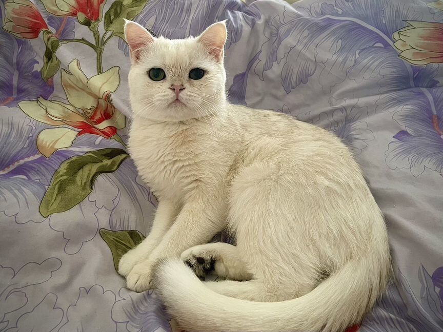 Кот на вязку