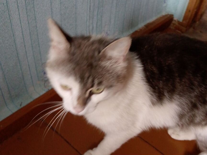 Продажа кота,очень ласковый