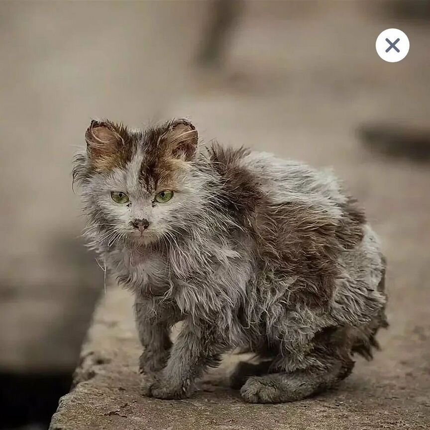 Котик