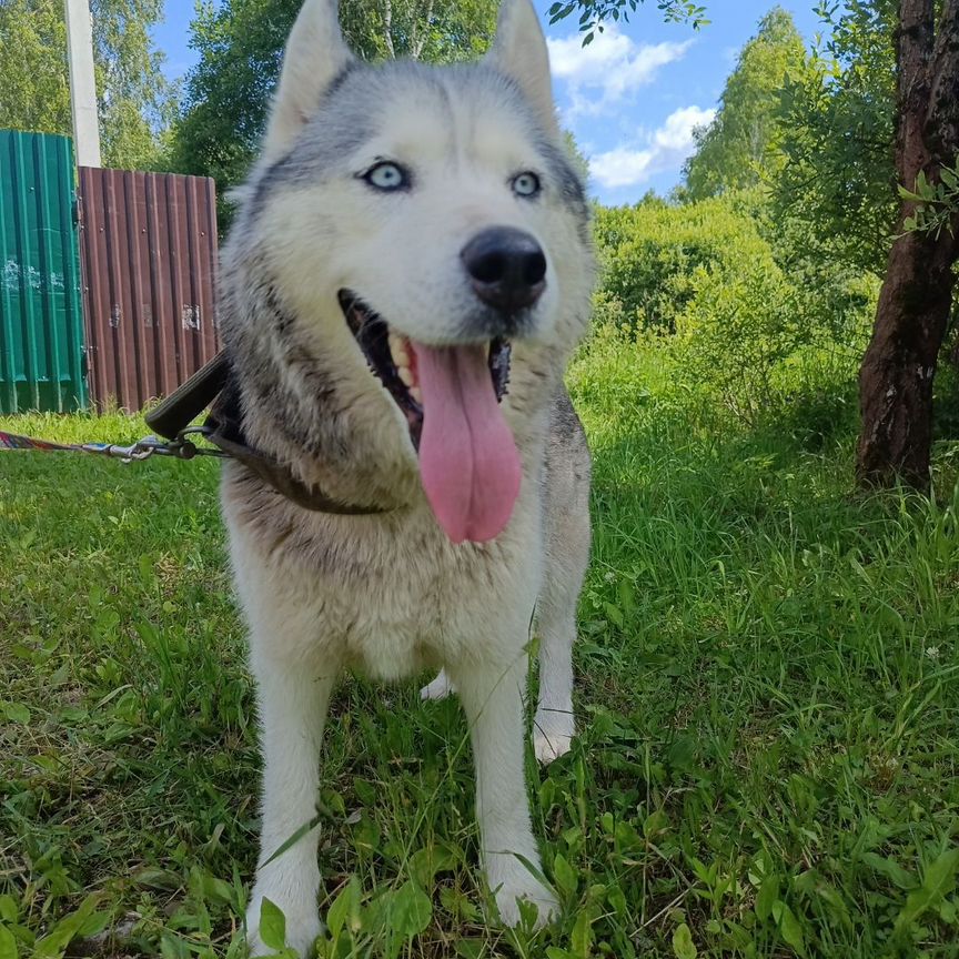 Хаски