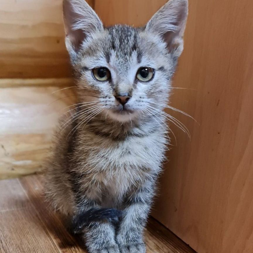 Котёнок-девочка никому не нужна