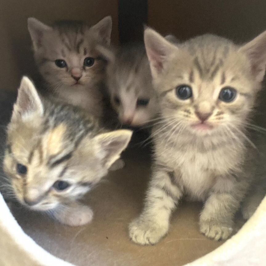 Шотландские котята