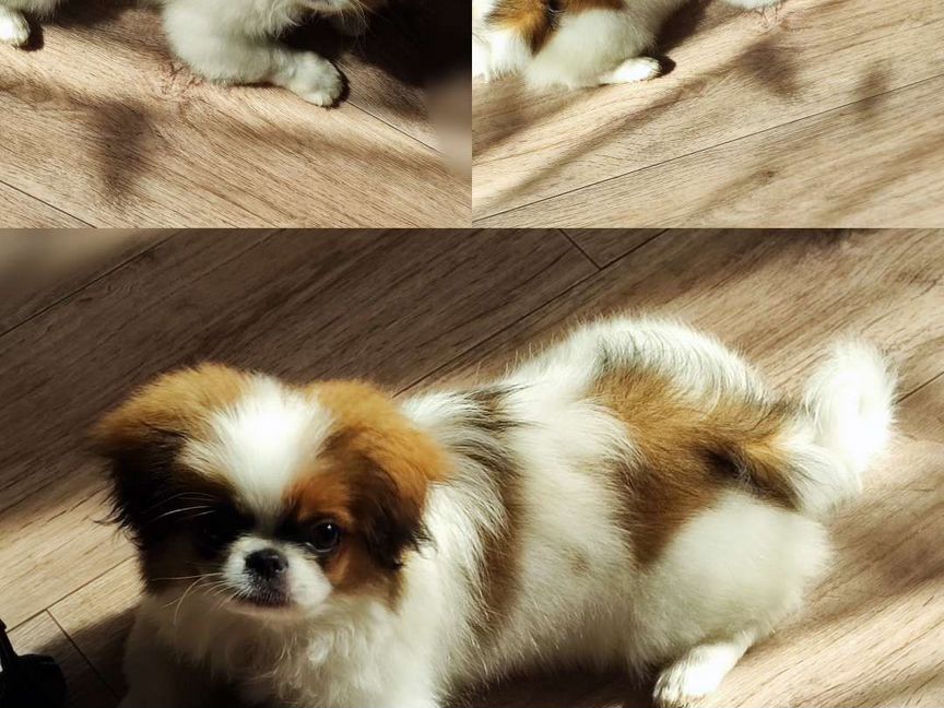 Собака japan хин