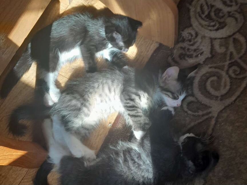 Милые котята ищут новых хозяев