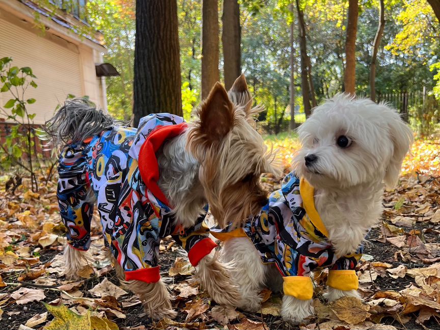 Одежда для собак «Фифа» цены пополам