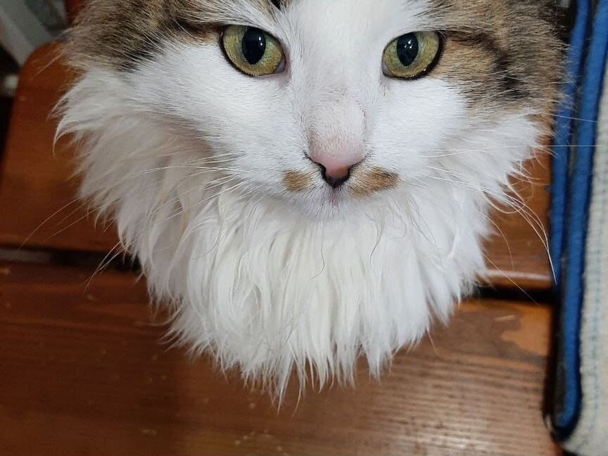 Котик до года из Донецка