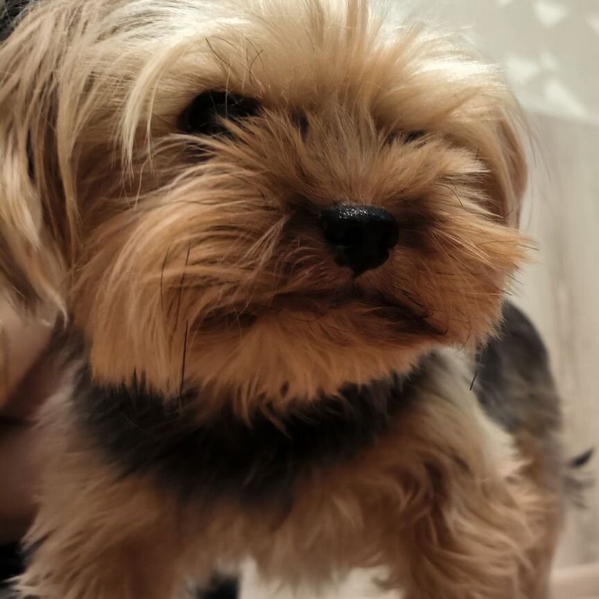 Йоркширский терьер найден