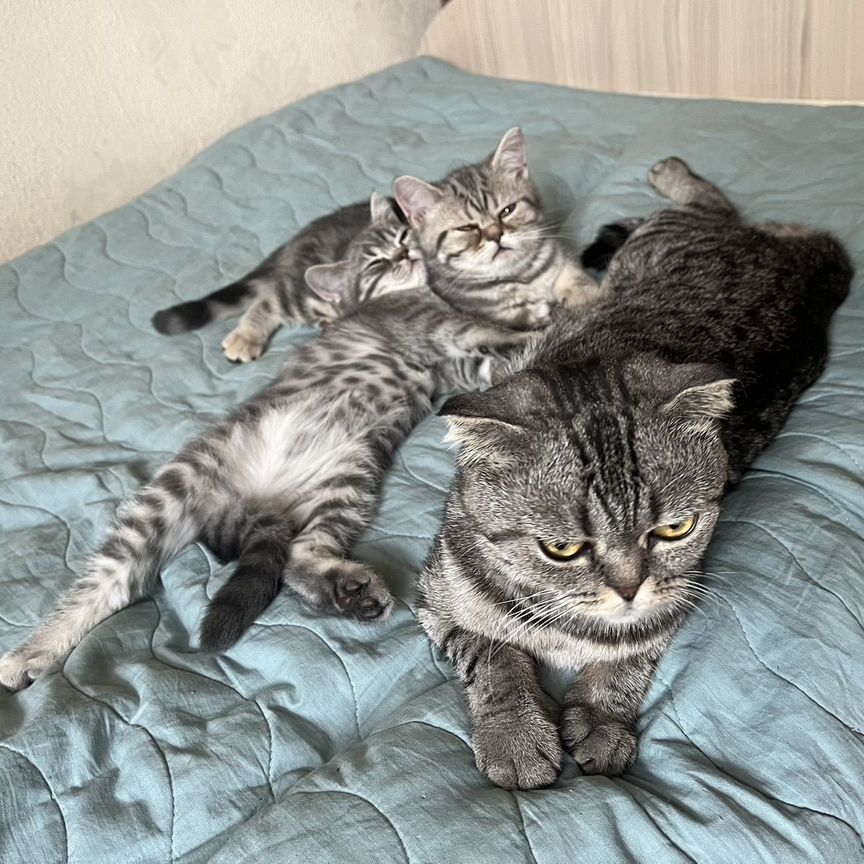 Шотландские прямоухие котята
