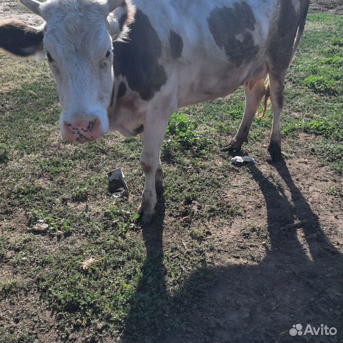Продаю коров