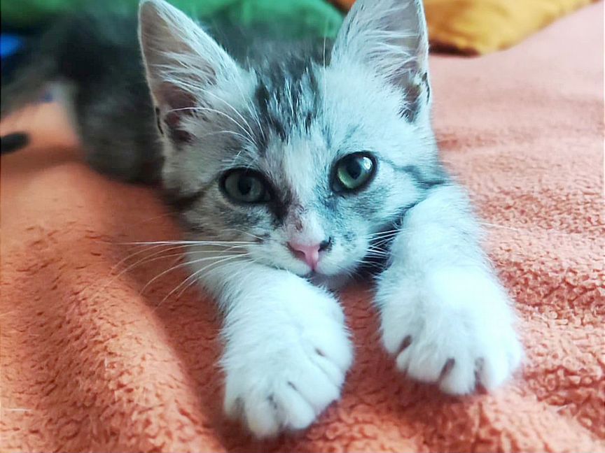 Милый котёнок