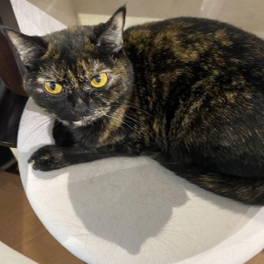 Канадский сфинкс, взрослая кошка