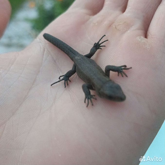 Живородящая ящерица