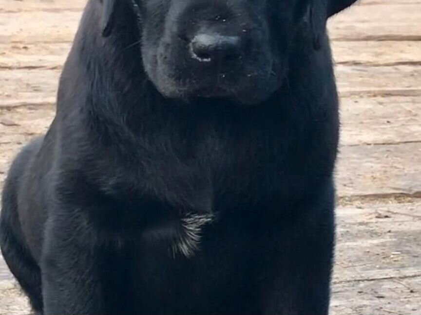 Черные щенки Лабрадора