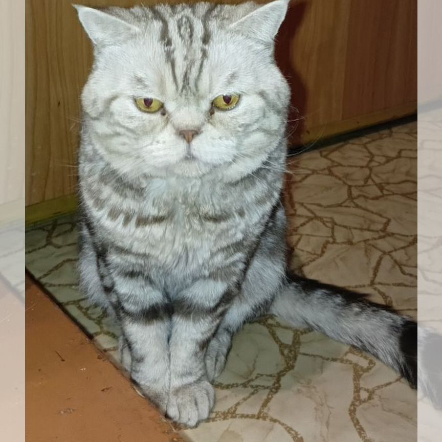 Британская короткошёрстная кошка, взрослая