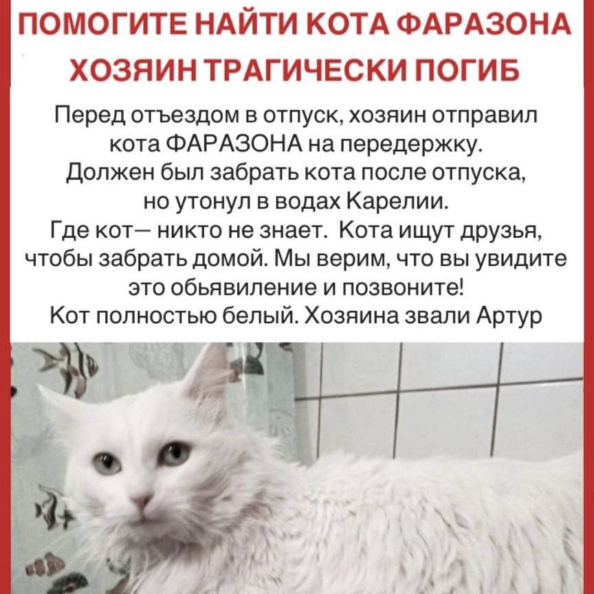 Взрослый кот в добрые руки