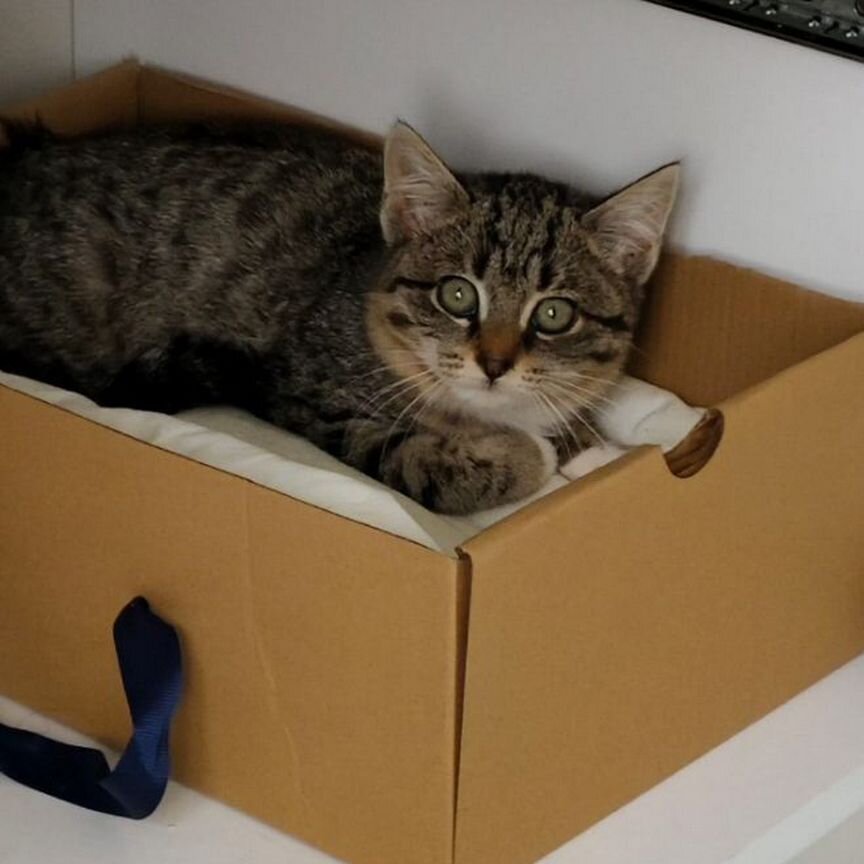 Котенок мальчик ищет дом