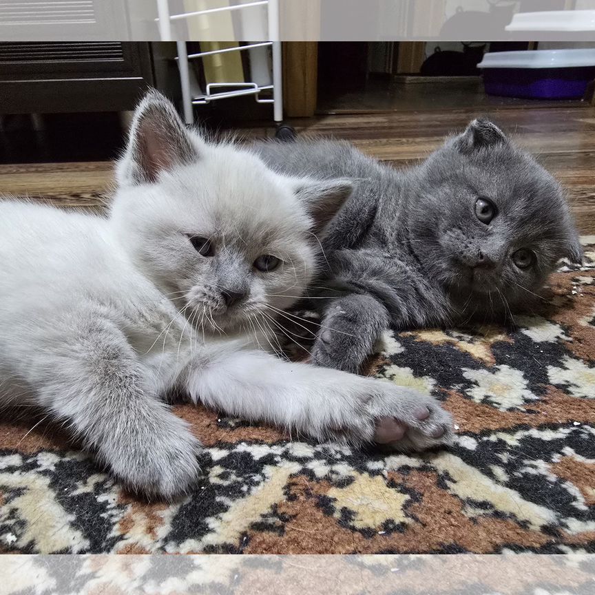 Шотландский вислоухий короткошёрстный котёнок