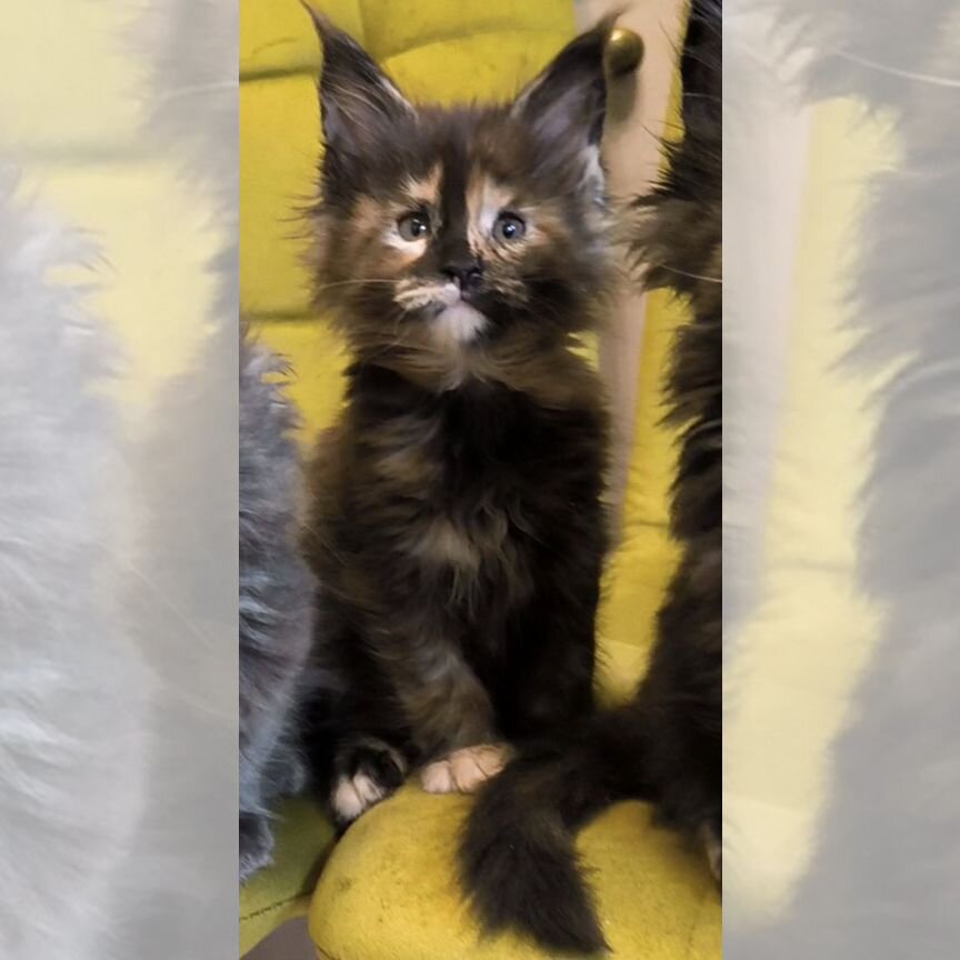 Мейн-кун котёнок