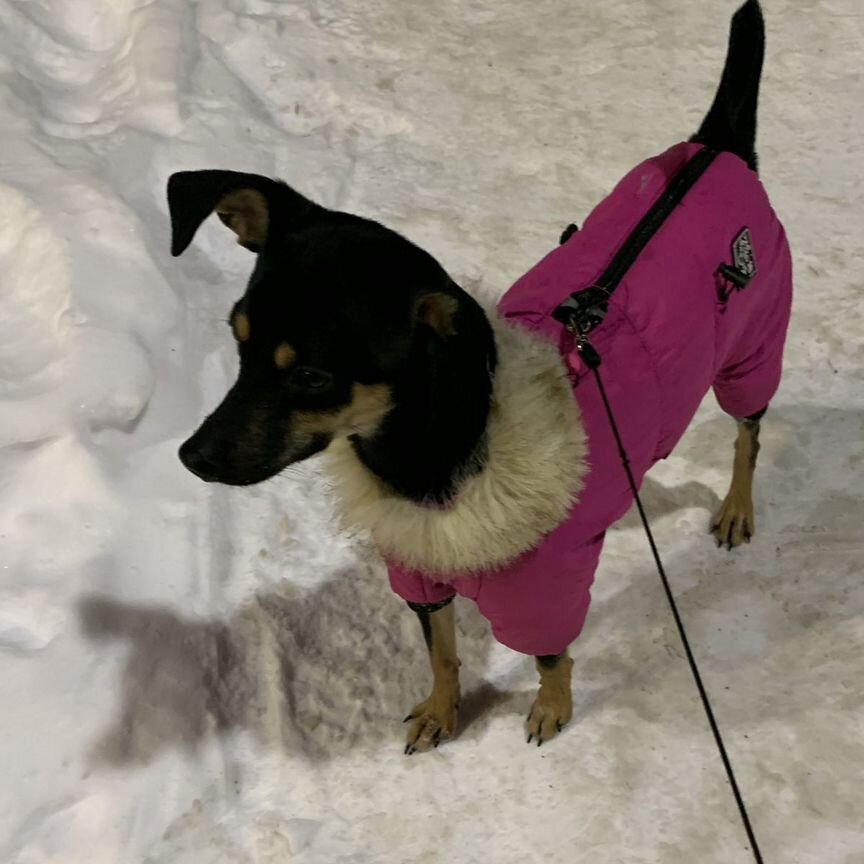 Русский той-терьер, щенок