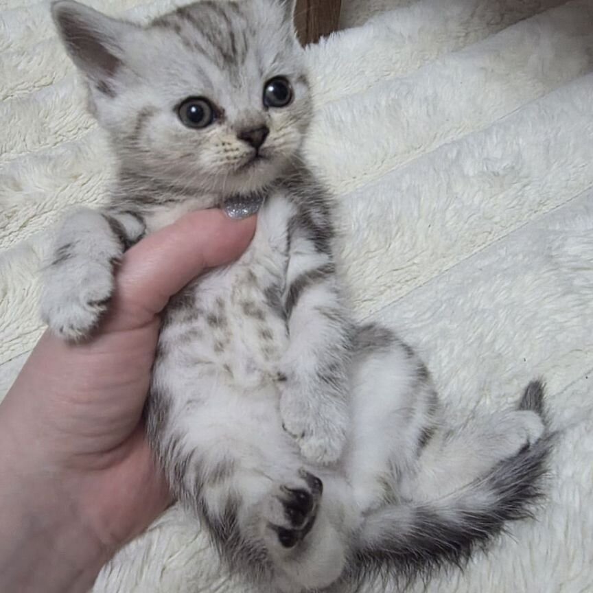 Шотландский вислоухий короткошёрстный котёнок