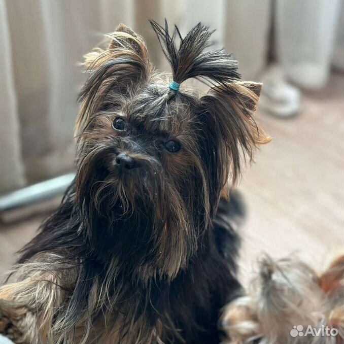 Йоркширский терьер mini мальчик