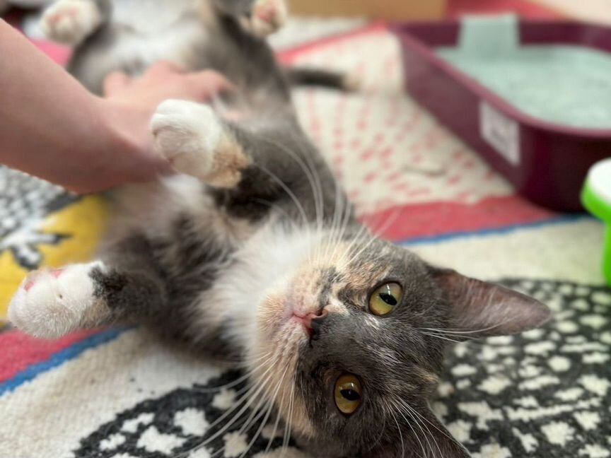 Котенок в добрые руки