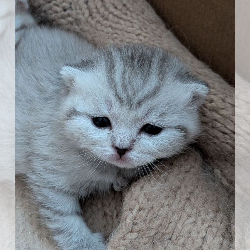Шотландский вислоухий короткошёрстный котёнок