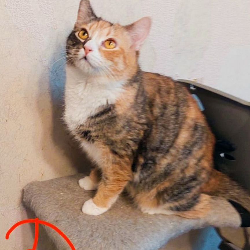 Кошки и коты от 9 месяцев до 1,5 лет ищут дом