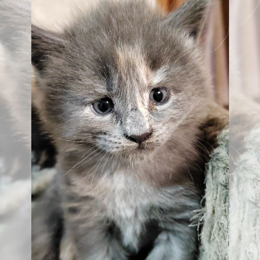 Мейн-кун котёнок