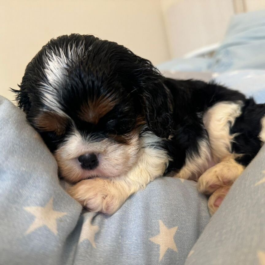 Кавалер кинг чарльз спаниель щенки