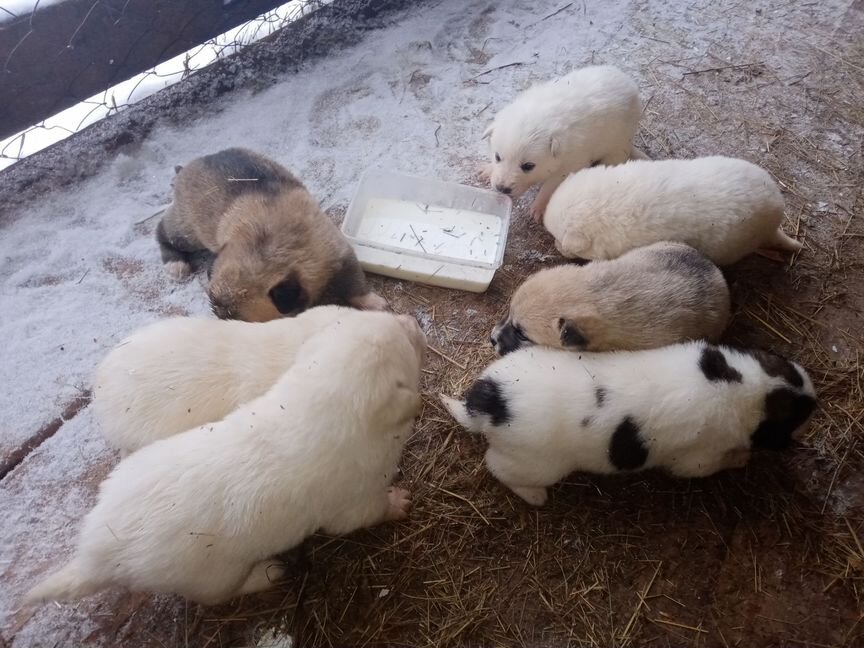 Щенки хаски