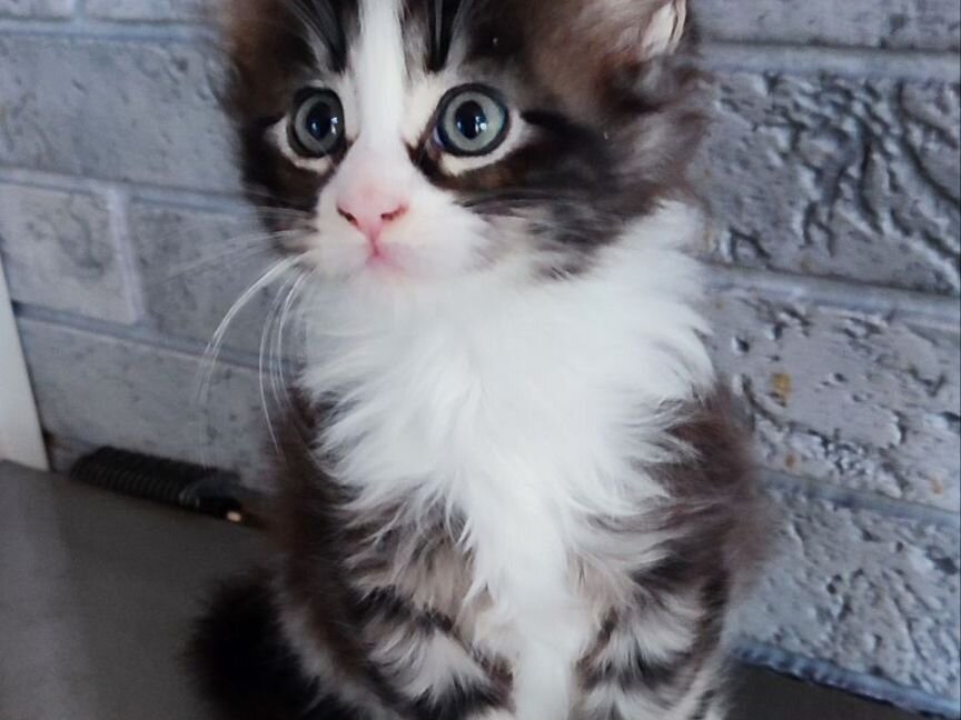 Котята мейн-кун полидакт