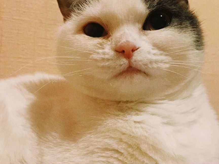 Кошка в добрые руки