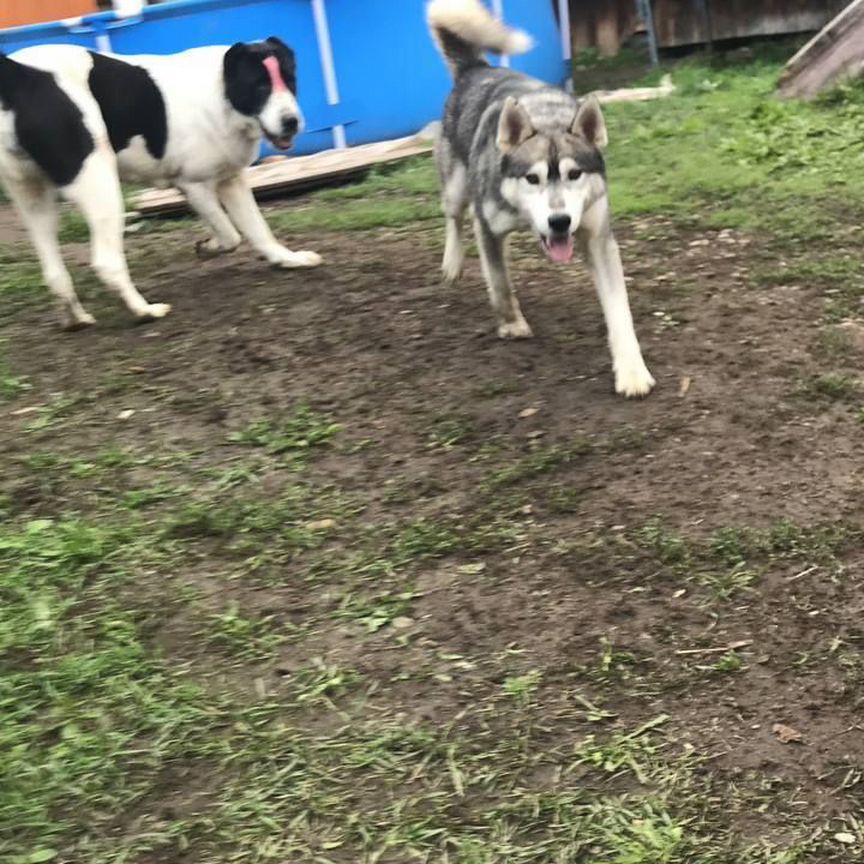 Отдам собаку