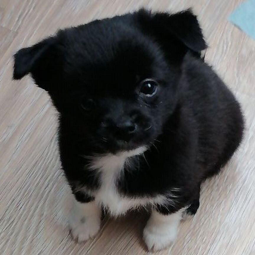 Шпиц чихуахуа