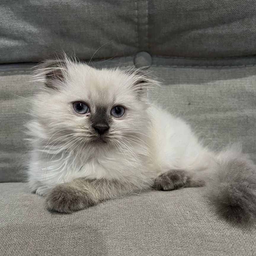 Котенок