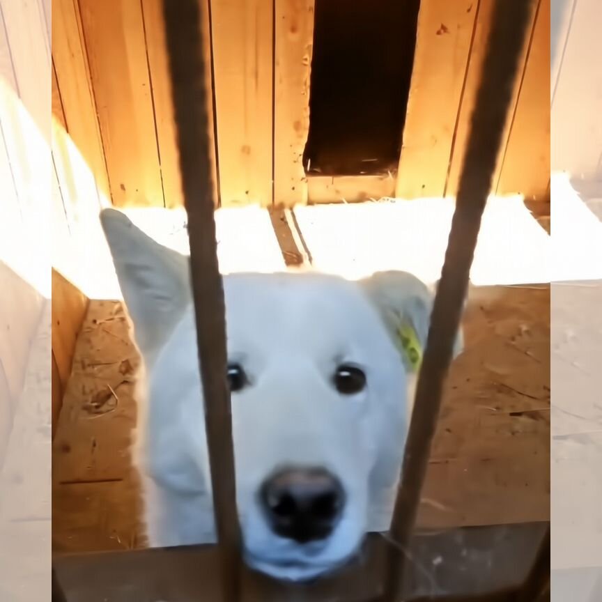 Белая швейцарская овчарка, взрослый пёс