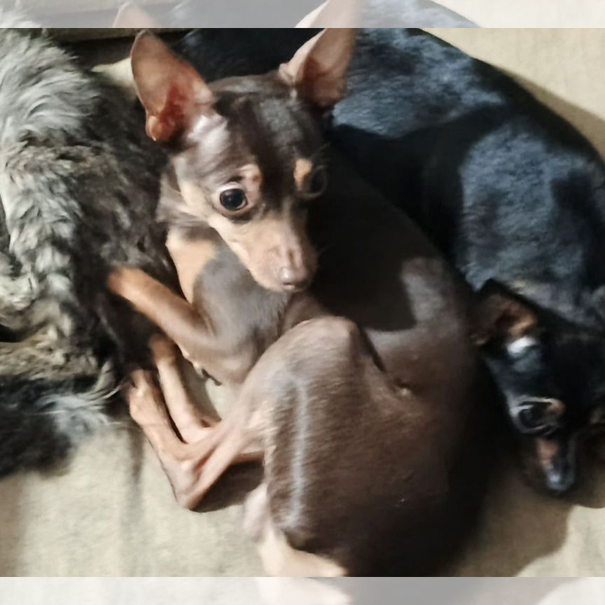 Русский той-терьер, взрослый пёс