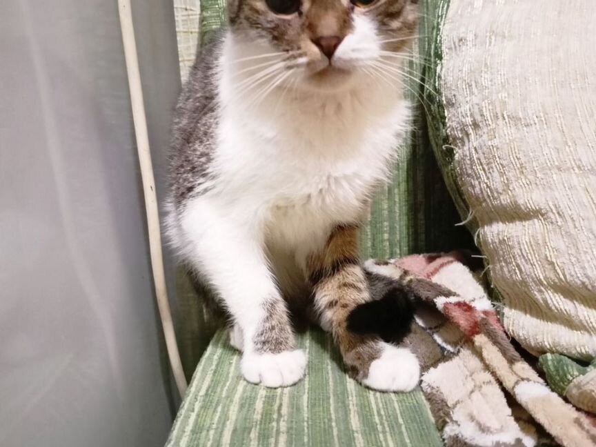 Породистый кот бесплатно